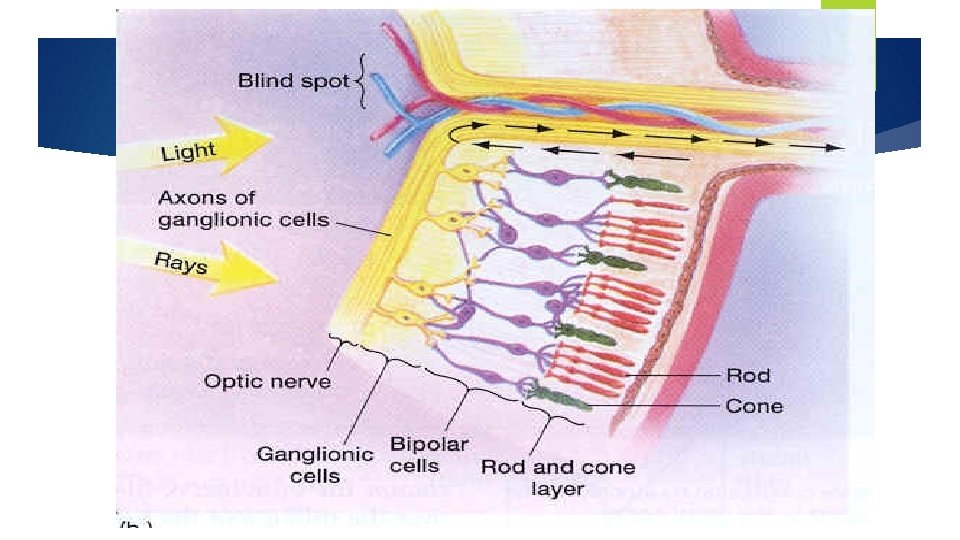 BELL WORK Describe the frequency and amplitude of