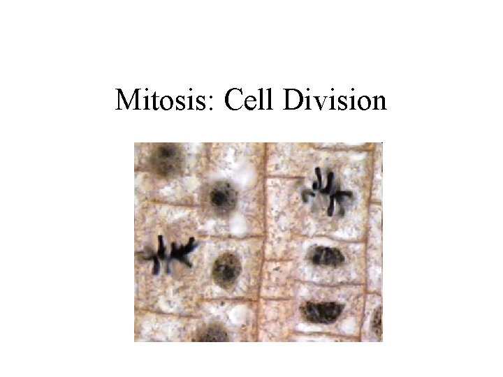 Mitosis Cell Division Terminology DNA made of nucleic