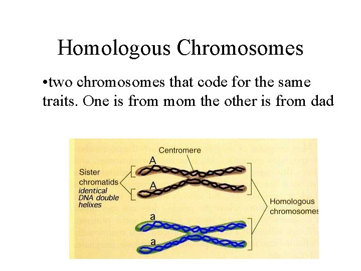 Mitosis Cell Division Terminology DNA made of nucleic
