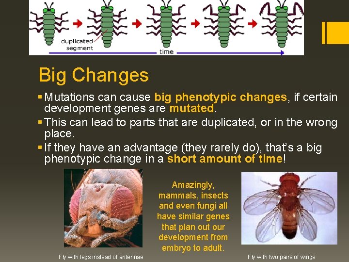 Population Genetics Population Genetics Mutations can form new