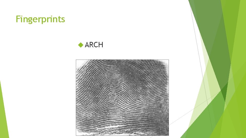 Warm Up Objective Scientists will describe the integumentary