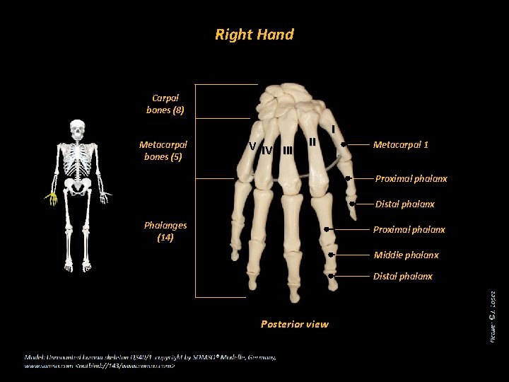 Lecture 15 The Skeletal System2 Objectives Chapter 8