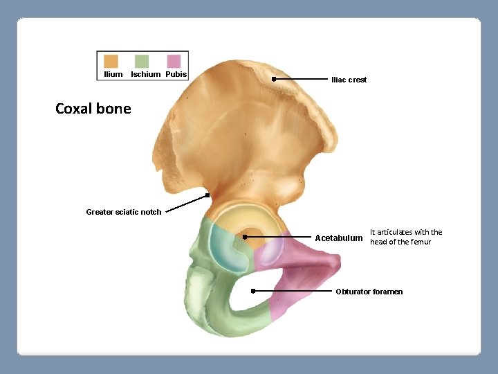 Lecture 15 The Skeletal System2 Objectives Chapter 8