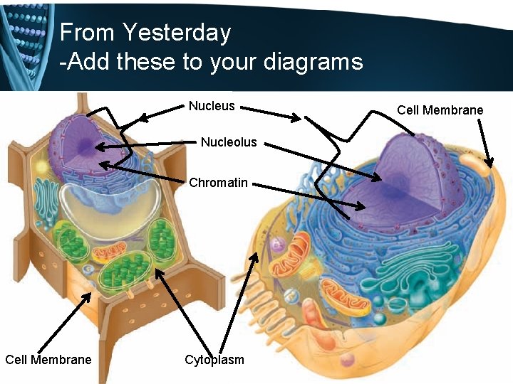 Plant and Animal Cells 2 Lesson 2 September
