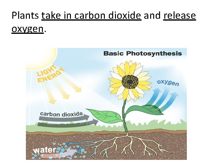 Photosynthesis and Cellular Respiration How does your body