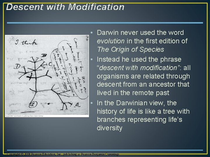 Terminal bud Cabbage Evolution Chapter 22 Lateral buds