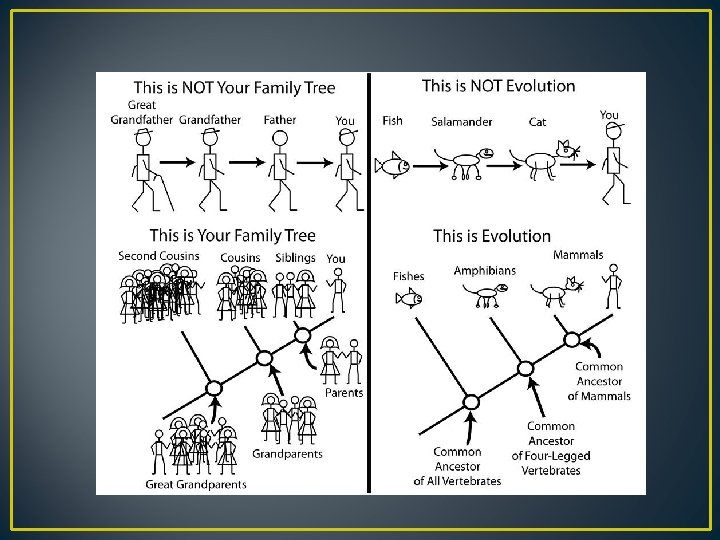 Terminal bud Cabbage Evolution Chapter 22 Lateral buds