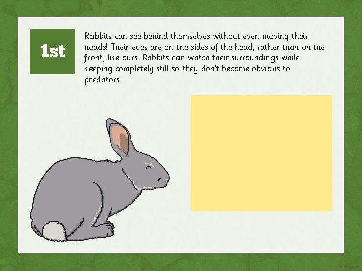 1 st Rabbits can see behind themselves without