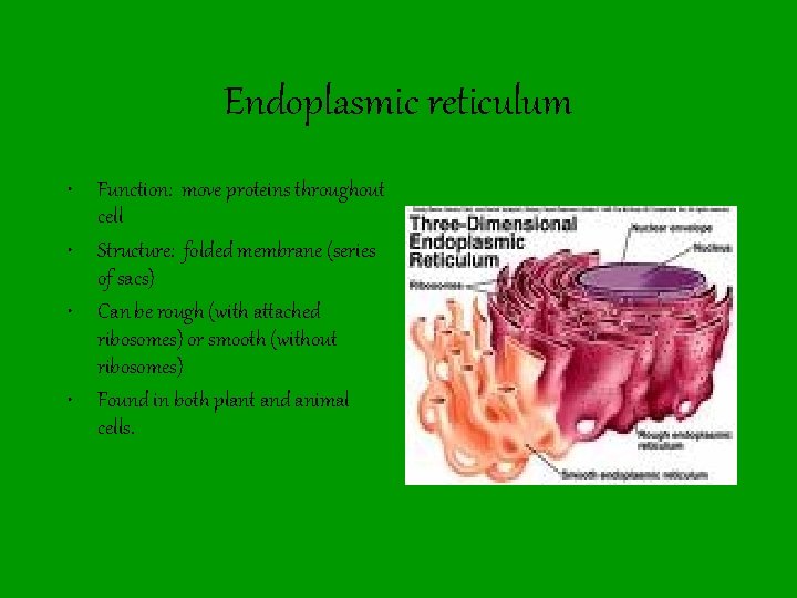 Cell Organelles Structure vsFunction Cell Membrane Function to