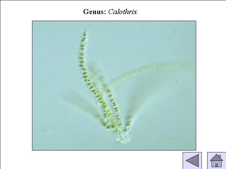 Freshwater Phytoplankton Key for the Northeast By Rachael