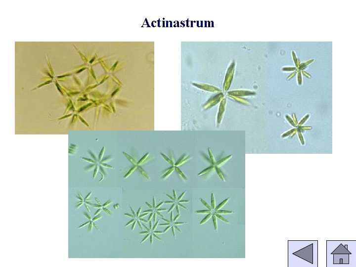 Freshwater Phytoplankton Key for the Northeast By Rachael