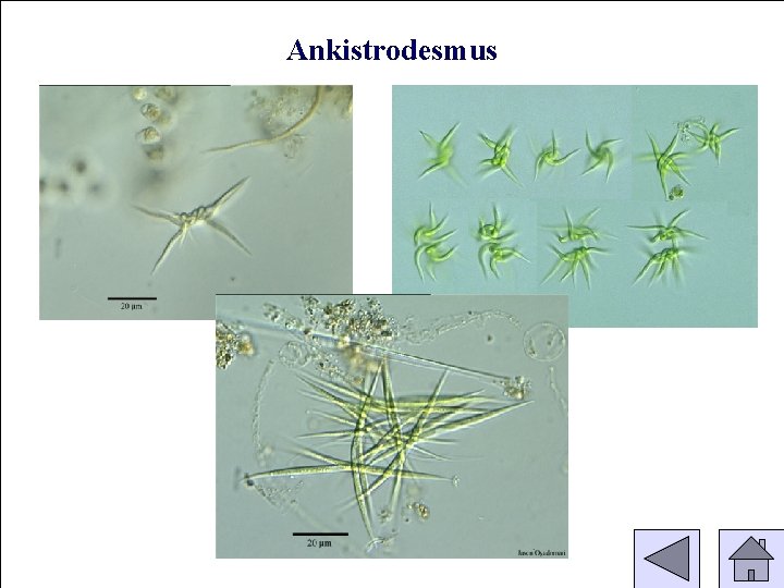 Freshwater Phytoplankton Key for the Northeast By Rachael