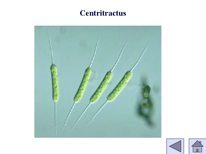Freshwater Phytoplankton Key for the Northeast By Rachael