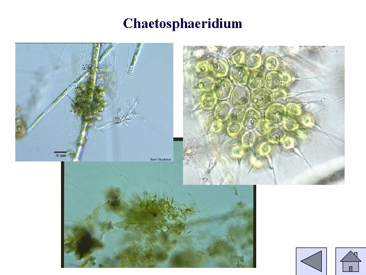 Freshwater Phytoplankton Key for the Northeast By Rachael