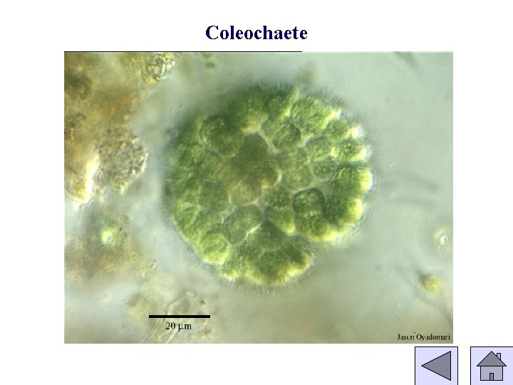 Freshwater Phytoplankton Key for the Northeast By Rachael