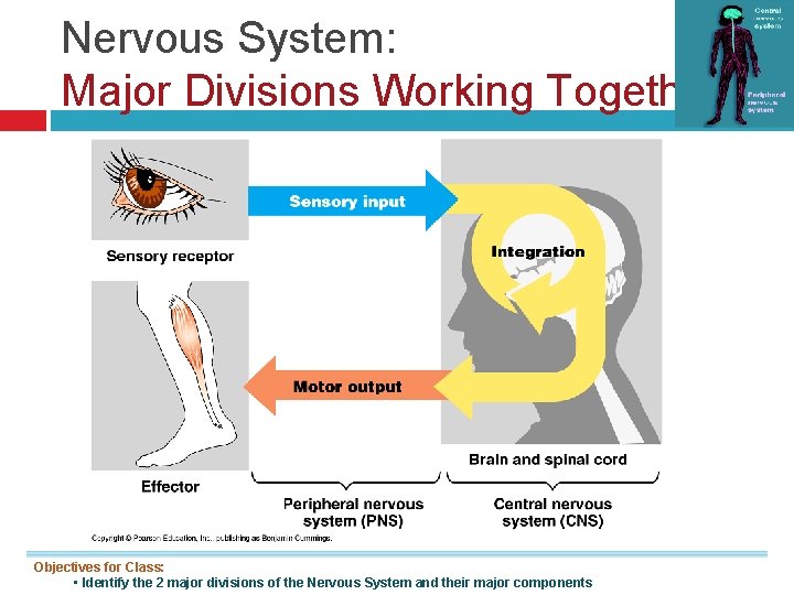 STRUCTURE FUNCTION OF THE NERVOUS SYSTEM Biology 9
