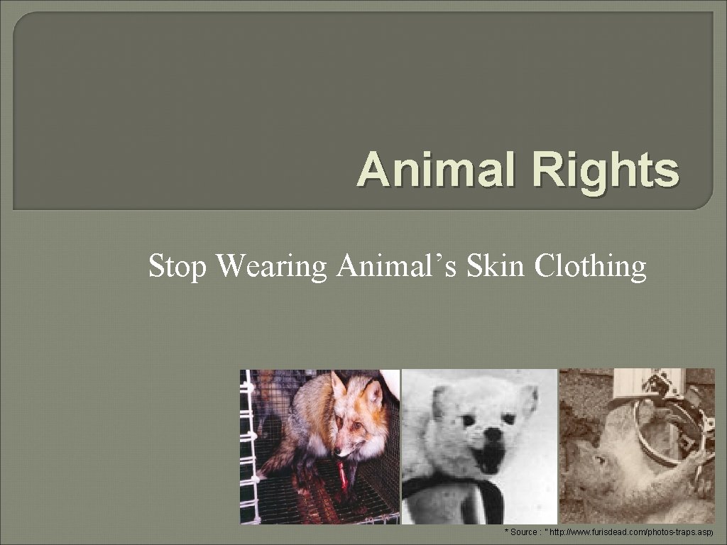 Animal Rights Stop Wearing Animals Skin Clothing Source