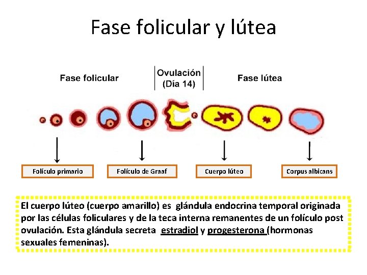 Ciclo menstrual Fecundacin y gestacin Mellizos gemelos y