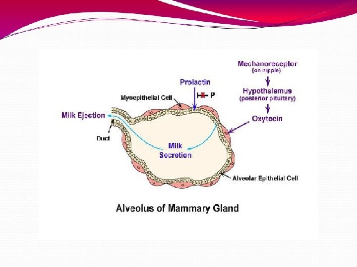 Objectives Physiological anatomy of the breast Physiological changes