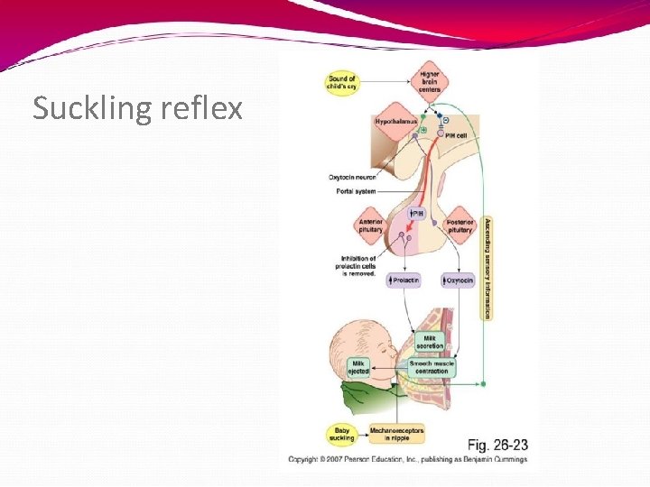 Objectives Physiological anatomy of the breast Physiological changes