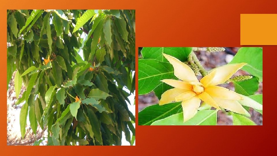 Ecology By A K Ramanujan I Degree General