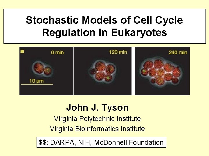 Stochastic Models of Cell Cycle Regulation in Eukaryotes