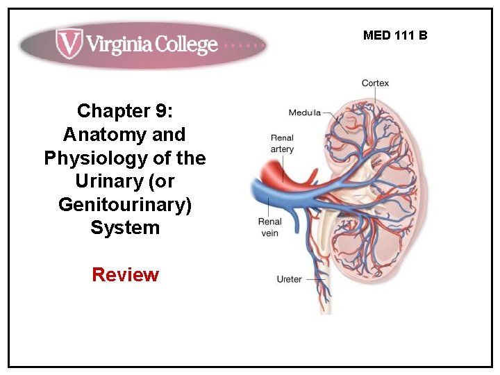 MED 111 B Chapter 10 The Reproductive System