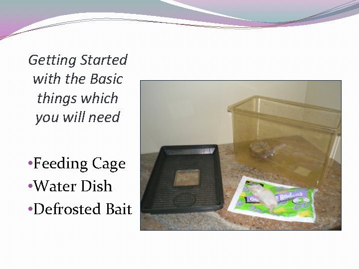 How to Safely Feed a Snake By Donna