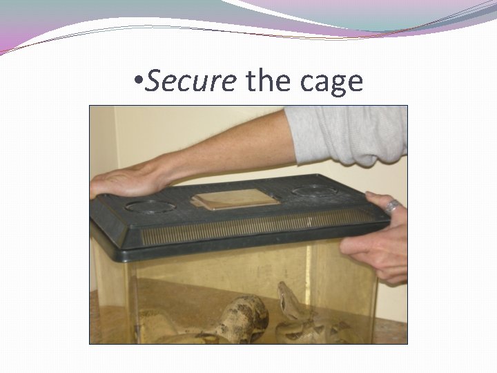 How to Safely Feed a Snake By Donna