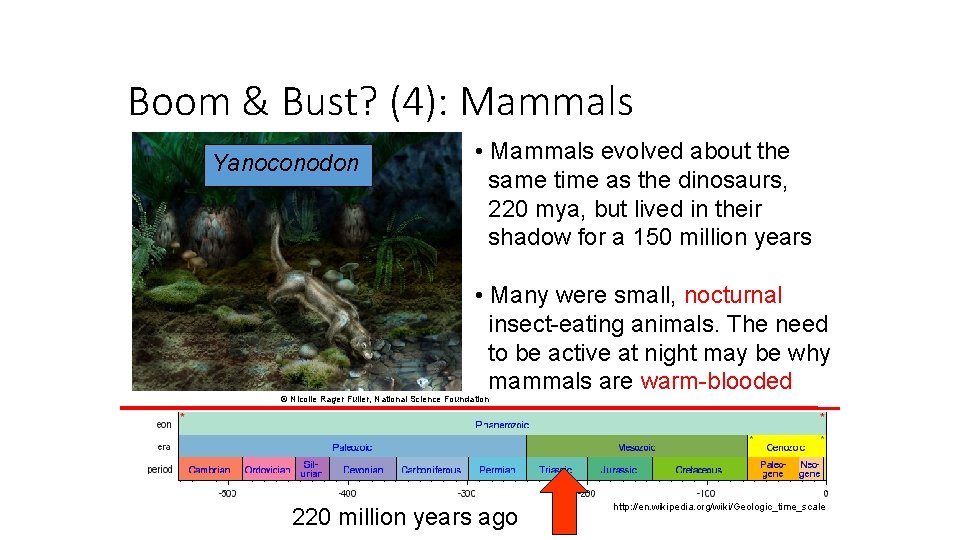 Activity 2 Comparison of early landbased ecosystems www