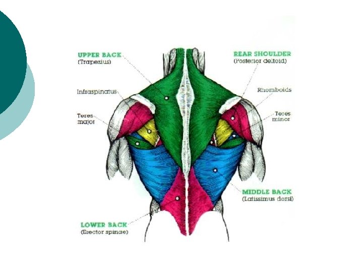 Facts on Backs Keith Sullivan PT Body Works