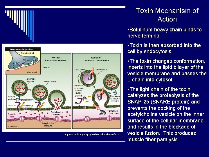 Clostridium botulinum Agent Specific Training Introduction o Botulism