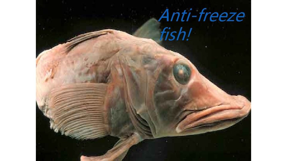 Deep sea habitat profile No Natural Light Average