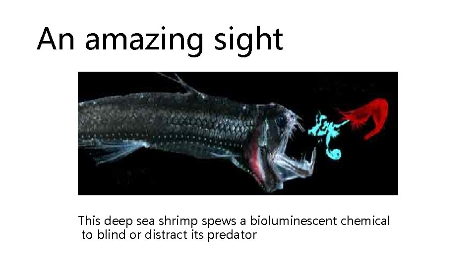 Deep sea habitat profile No Natural Light Average