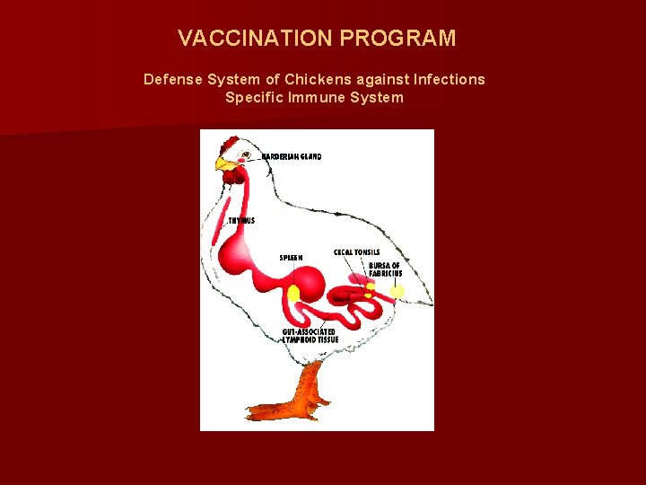 Vaccination program VACCINATION PROGRAM Defense System of Chickens