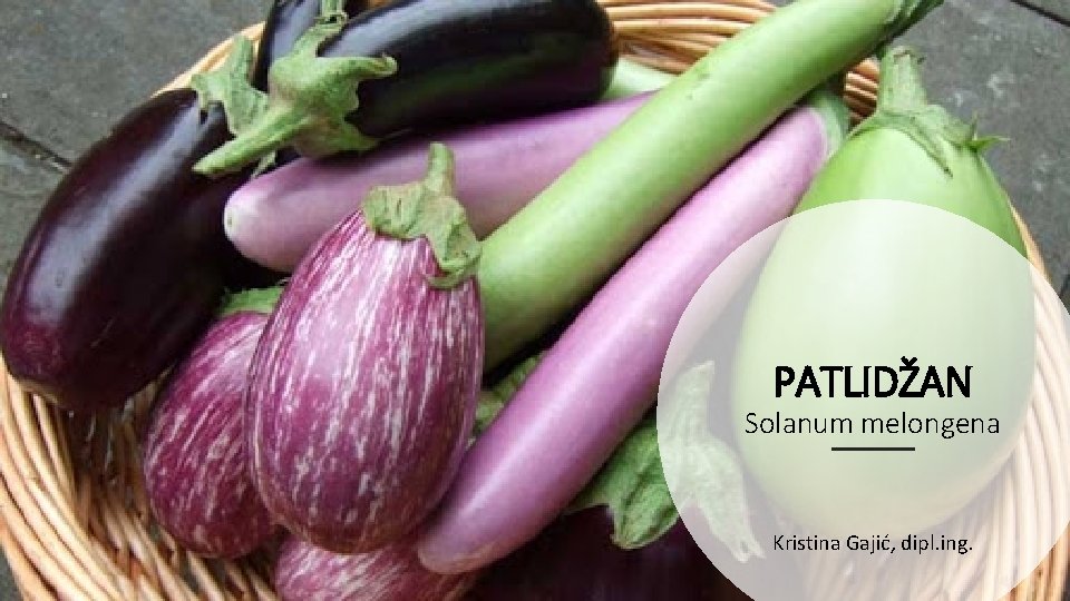PATLIDAN Solanum melongena Kristina Gaji dipl ing Patlidan
