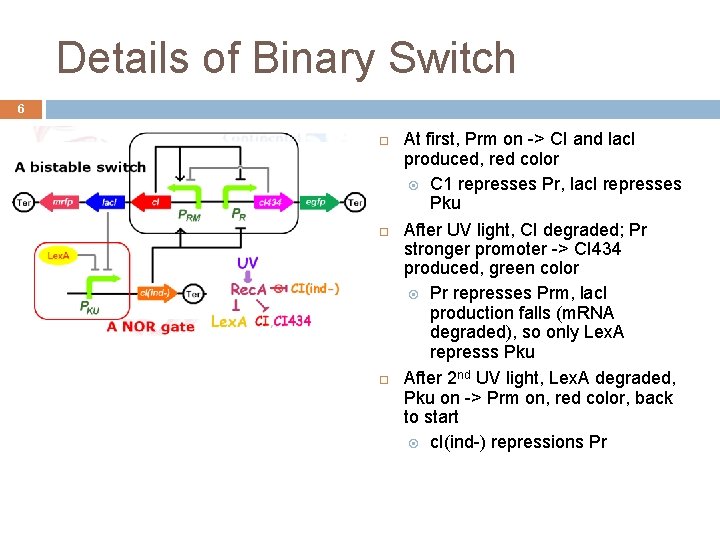 1 SELFDIFFERENTIATED BACTERIAL ASSEMBLY LINE PEKING 2007 IGEM