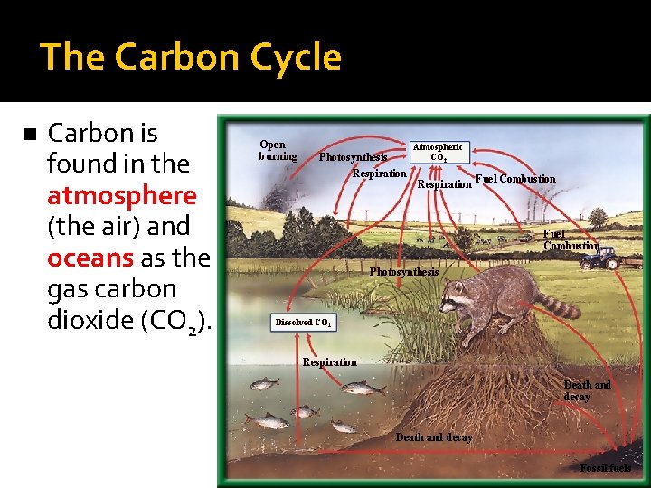 The Carbon Cycle What is matter Matter is