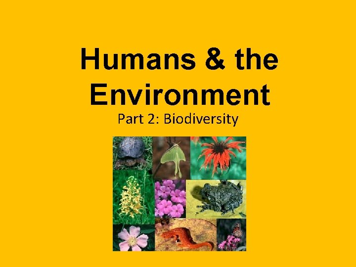 Humans the Environment Part 2 Biodiversity INTERESTING FACTS