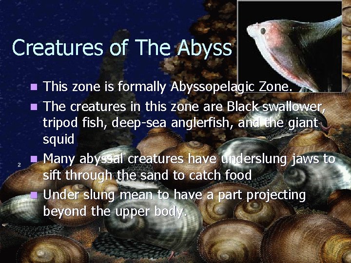 Animal Life in the Ocean By Daniel Gonzalez