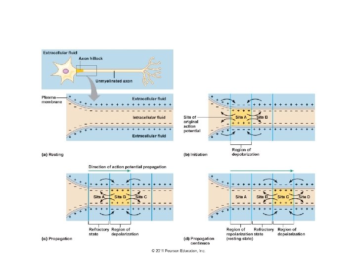 th 9 Biology The Nervous System Structure of