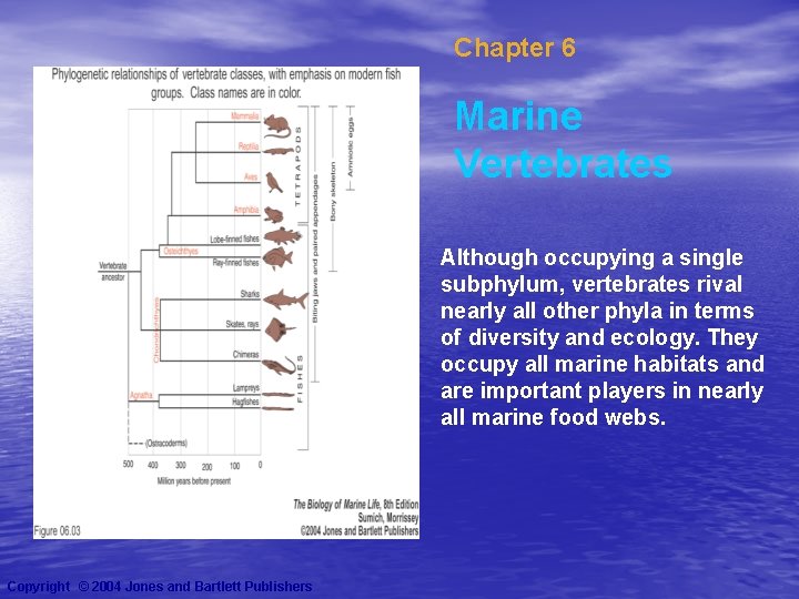 Chapter 6 Marine Vertebrates Although occupying a single