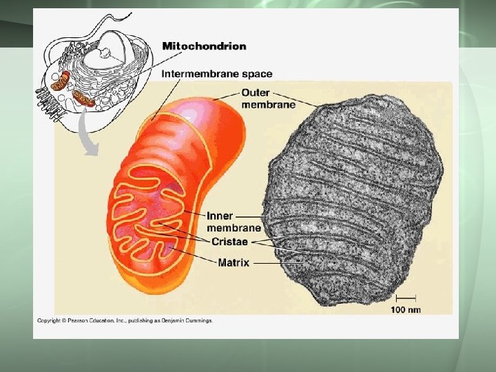 Cellular Respiration Mitochondria The matrix where 3 carbon