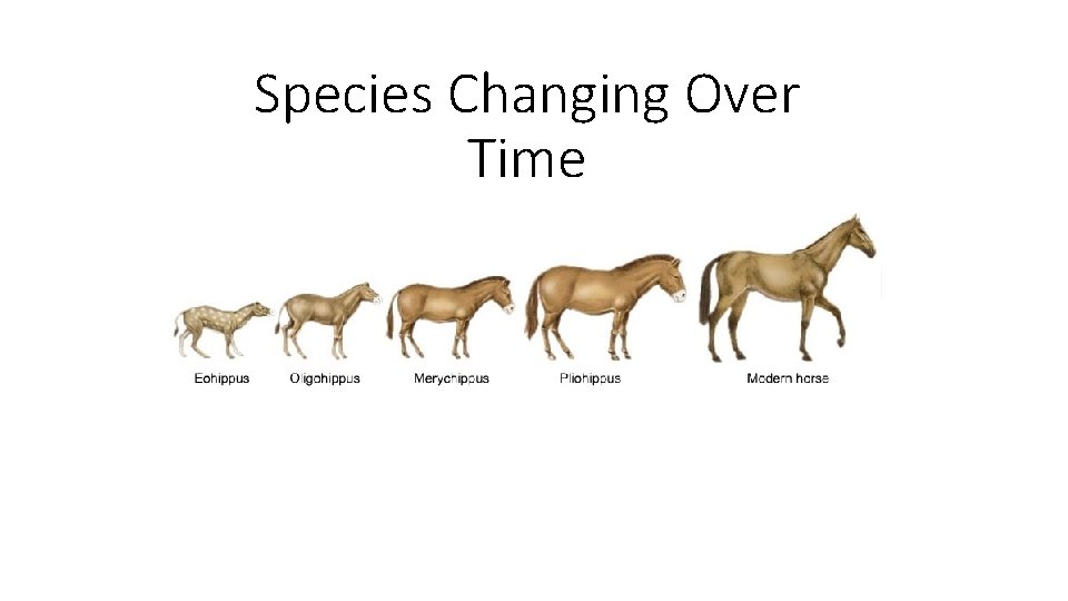 Species Changing Over Time Biological Evolution Unifying theme