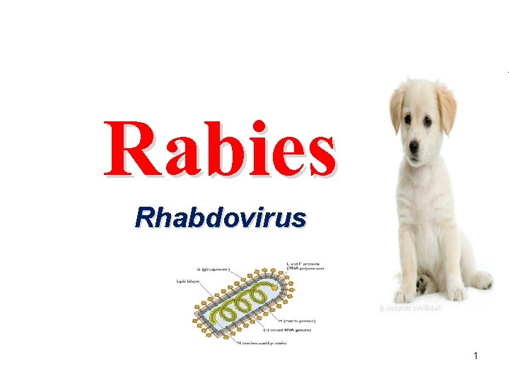 Rabies Rhabdovirus 1 Early Rabies It has been