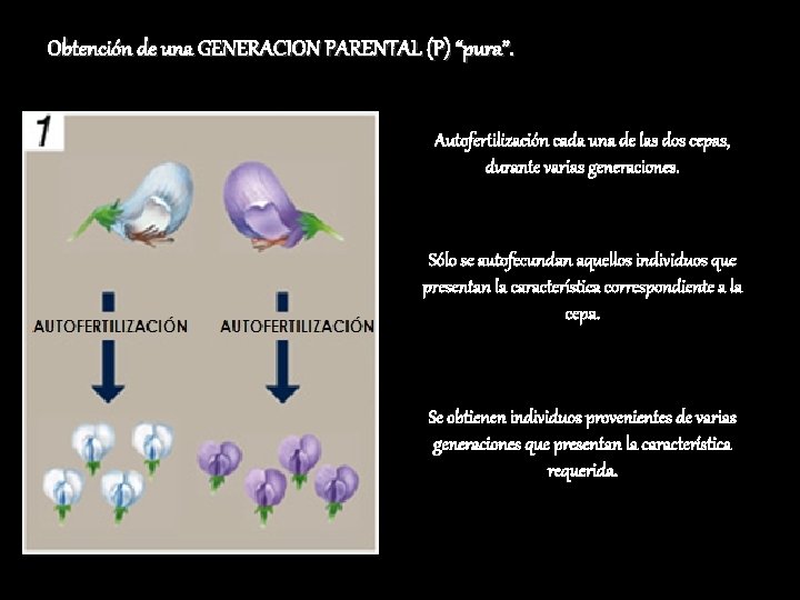 Trabajo Prctico N 13 La continuidad HERENCIA OBJETIVO