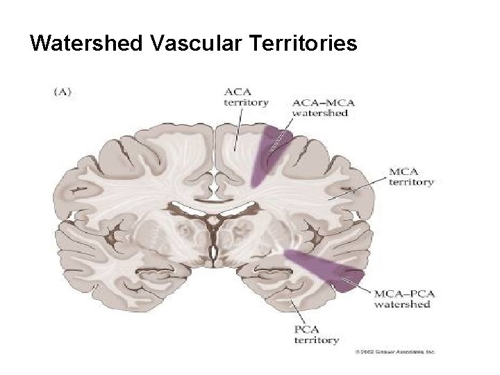Cerebrovascular Diseases 1 Pathophysiological Facts For maintained normal