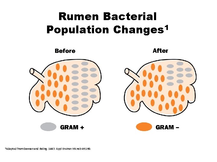 Understanding Ionophores for Ruminants Dale A Blasi Northwest