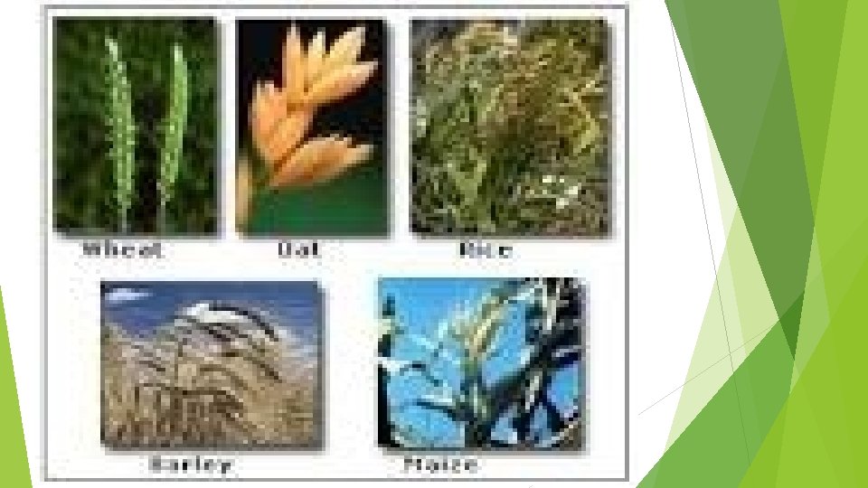 SEED BANK introduction Seed bank stored seeds as