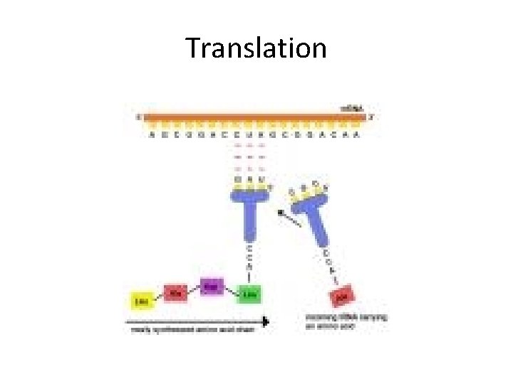 DNA and RNA Unit 6 Part 1 The